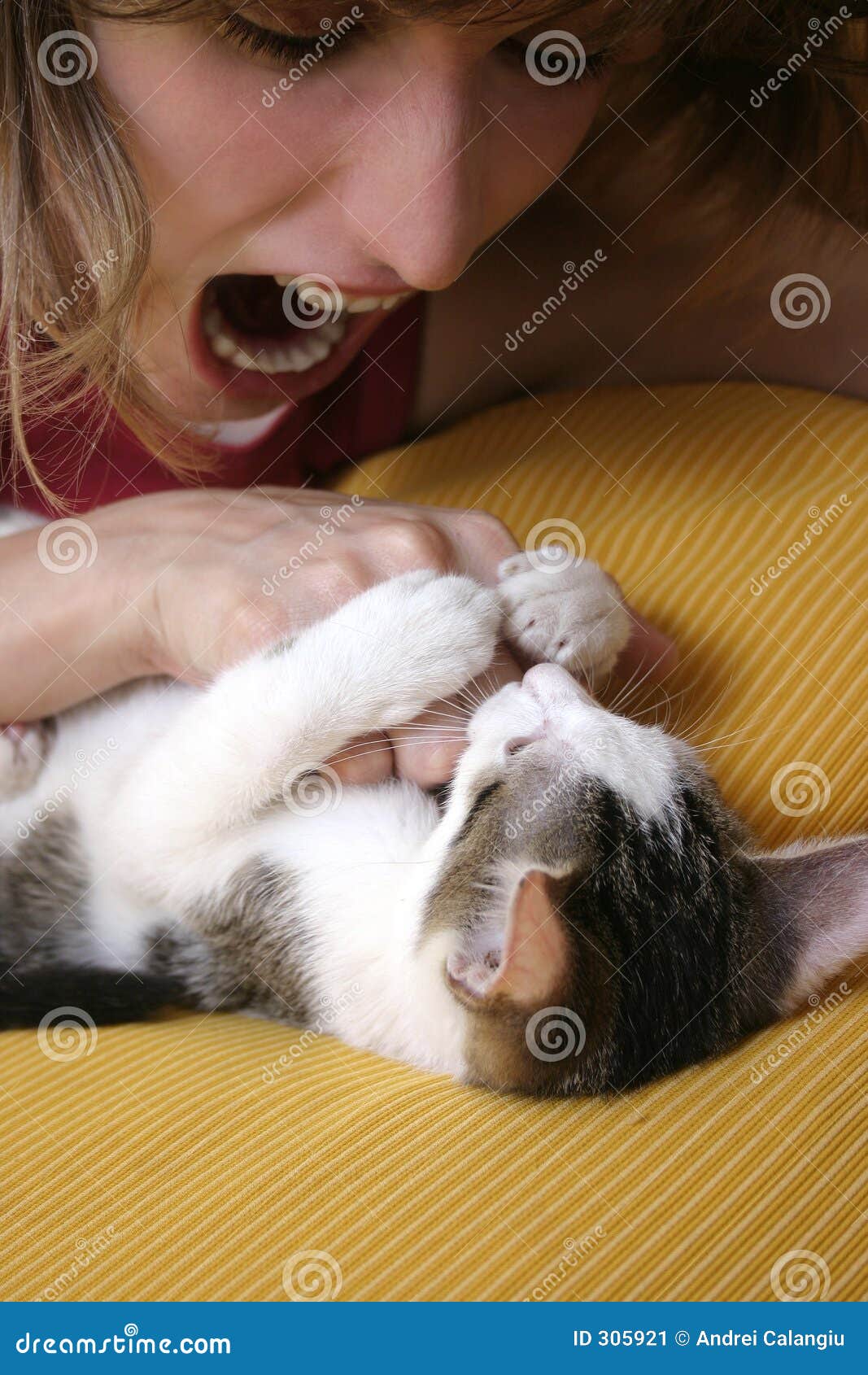 Playful kitten 1 stock image. Image of shrewd, tomcat, small - 305921