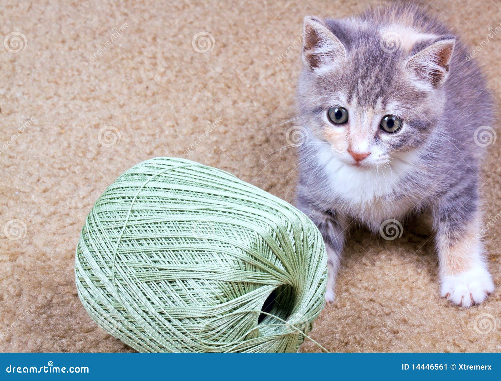 Playful kitten. stock image. Image of feline, expression - 14446561