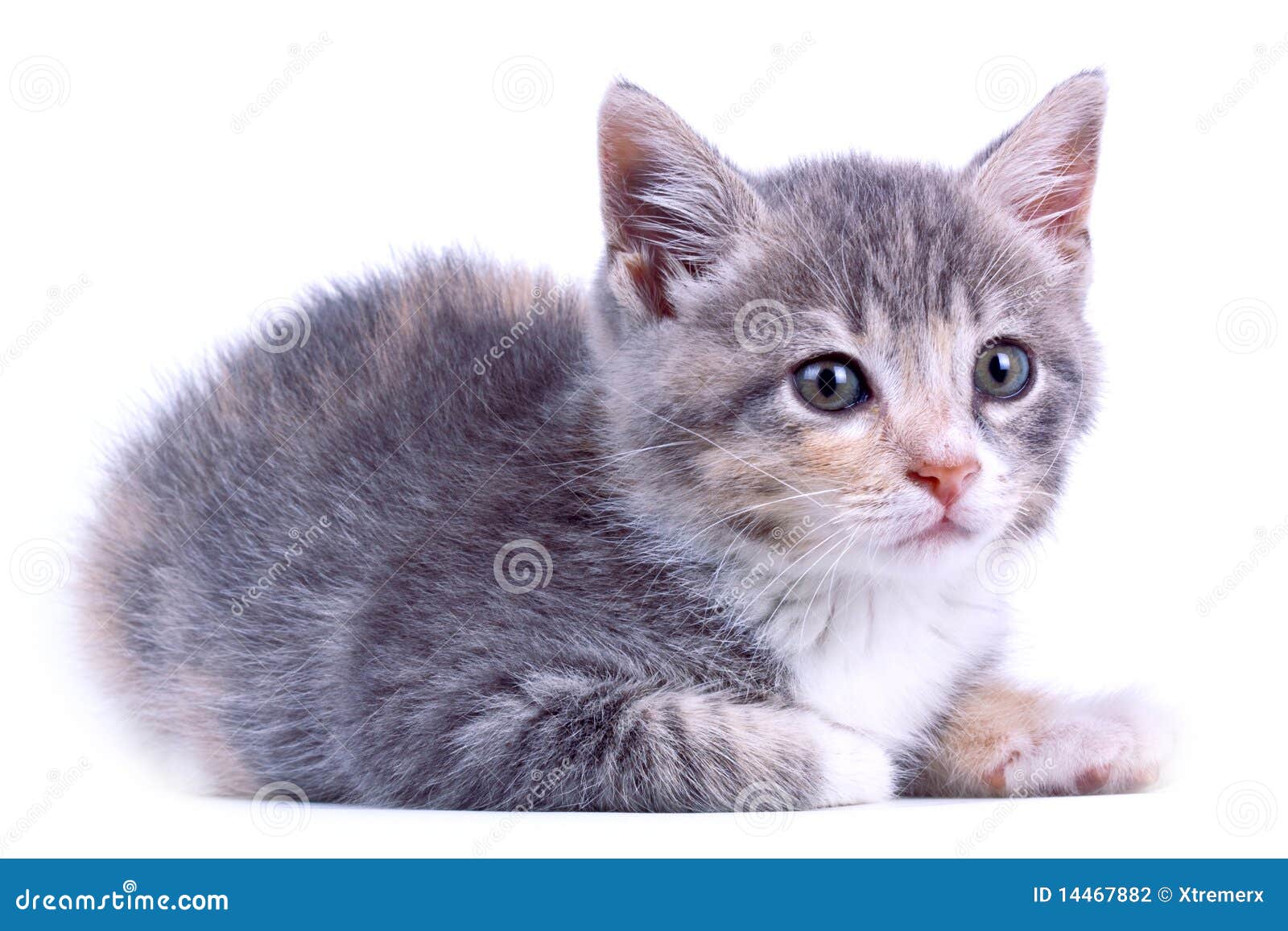 Playful kitten. stock photo. Image of animal, funny, horizontal - 14467882
