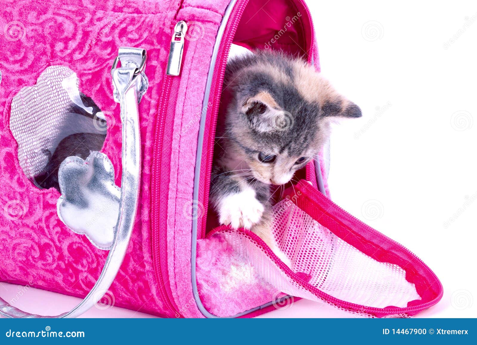 Playful kitten. stock photo. Image of funny, pink, playful - 14467900