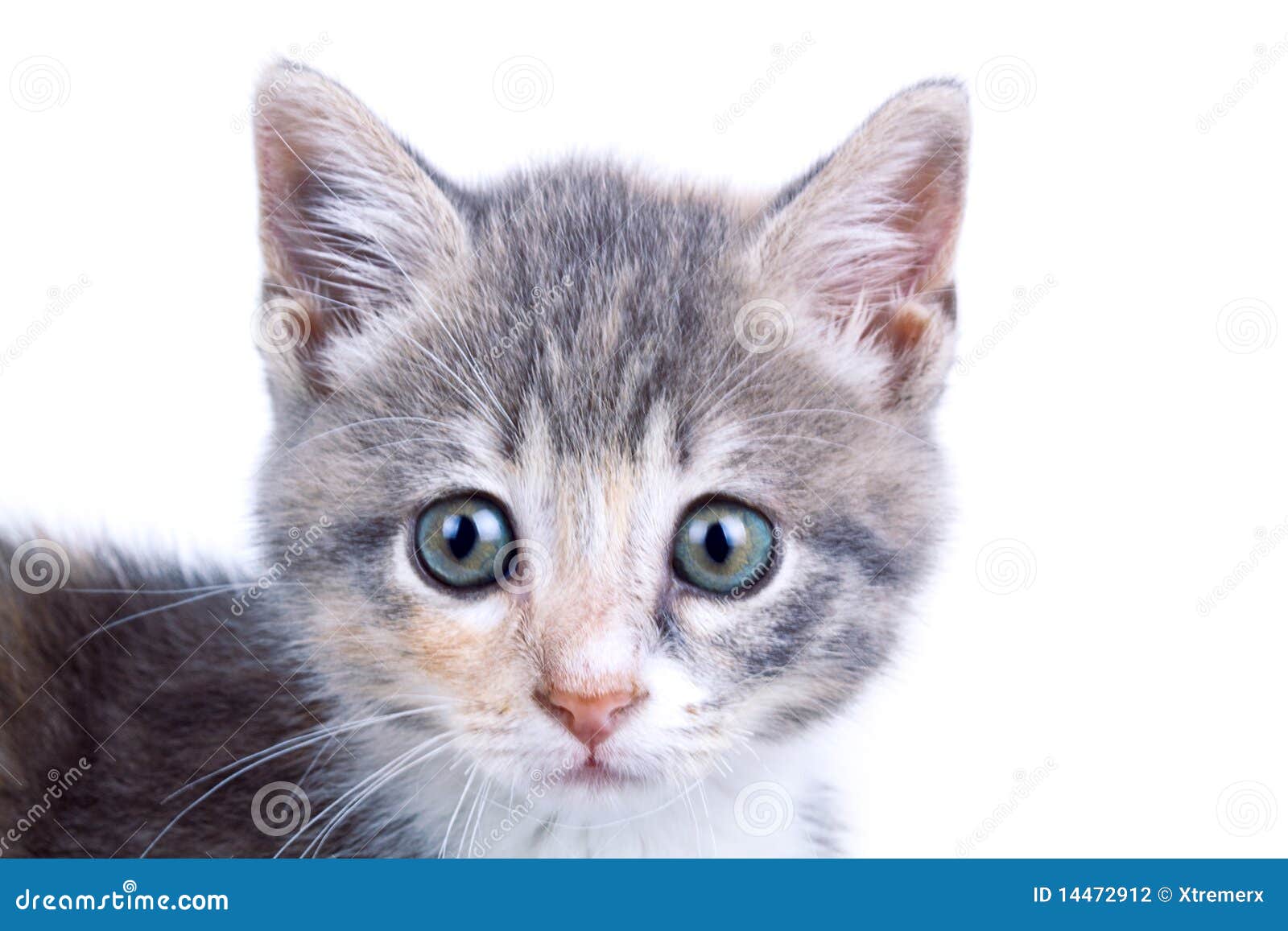 Playful kitten. stock photo. Image of charming, breed - 14472912
