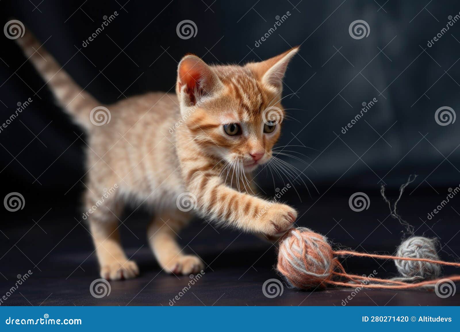 Playful Kitten with Ball of String, Chasing and Pouncing on Its Prey ...