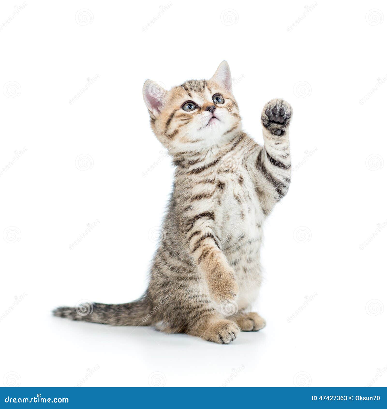 Playful kitten cat stock image. Image of little, pedigreed - 47427363