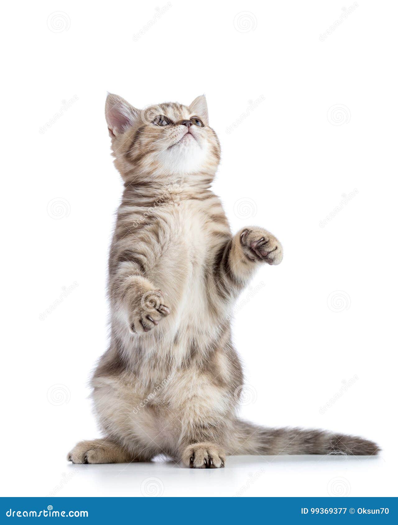 Playful Kitten Cat Stands Isolated on White Stock Image - Image of ...
