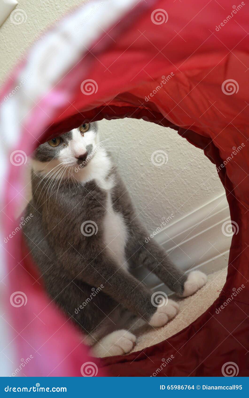 Kitten Rambunctious Stock Photos - Free & Royalty-Free Stock Photos ...