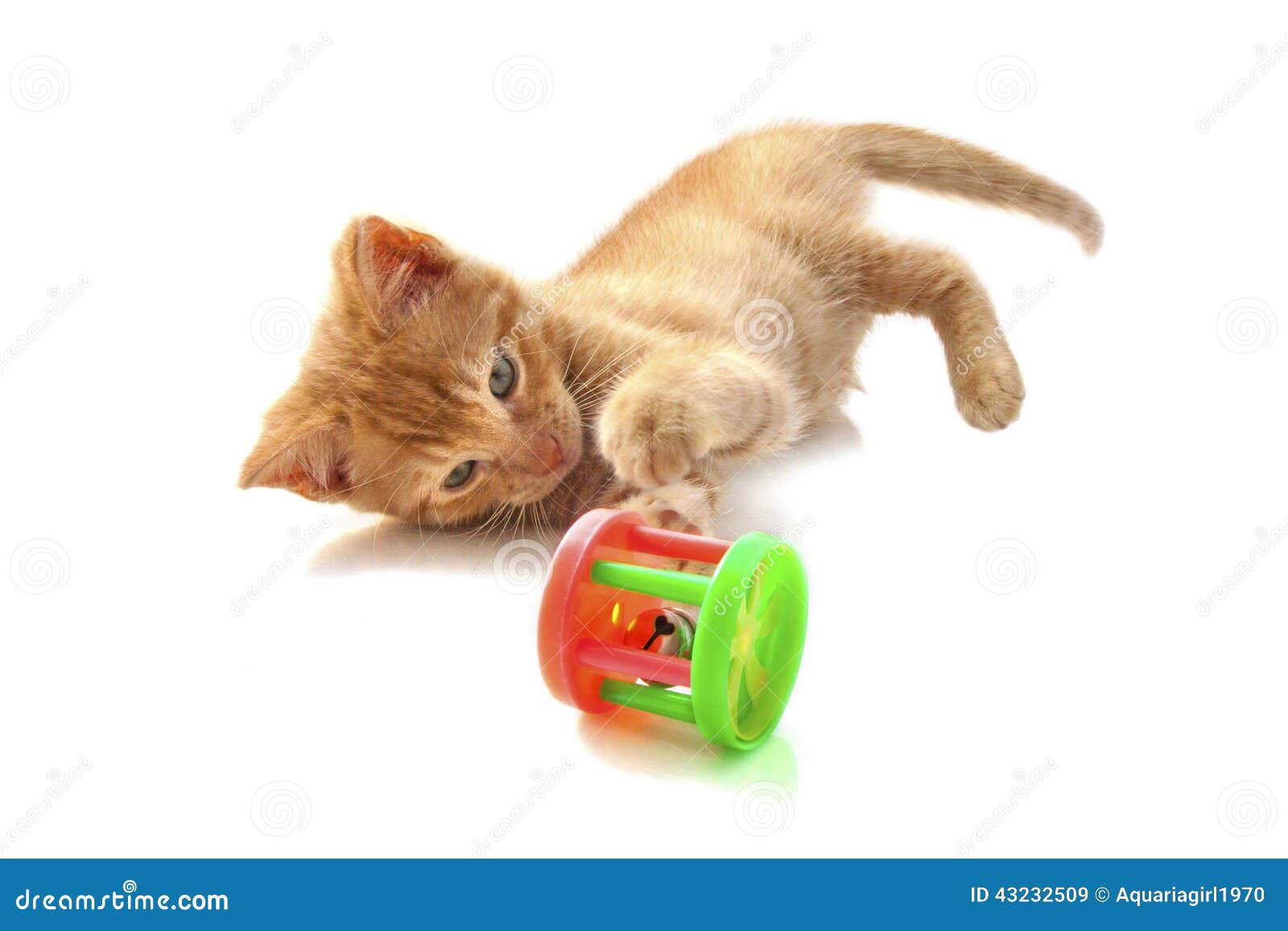 Playful kitten stock image. Image of portrait, lovable - 43232509