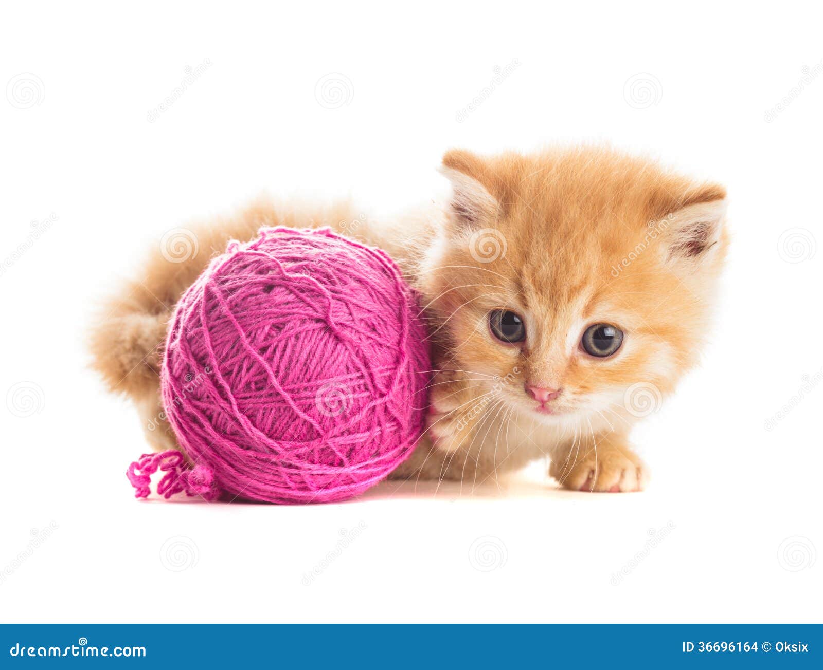 Playful kitten stock photo. Image of feline, lying, ginger - 36696164