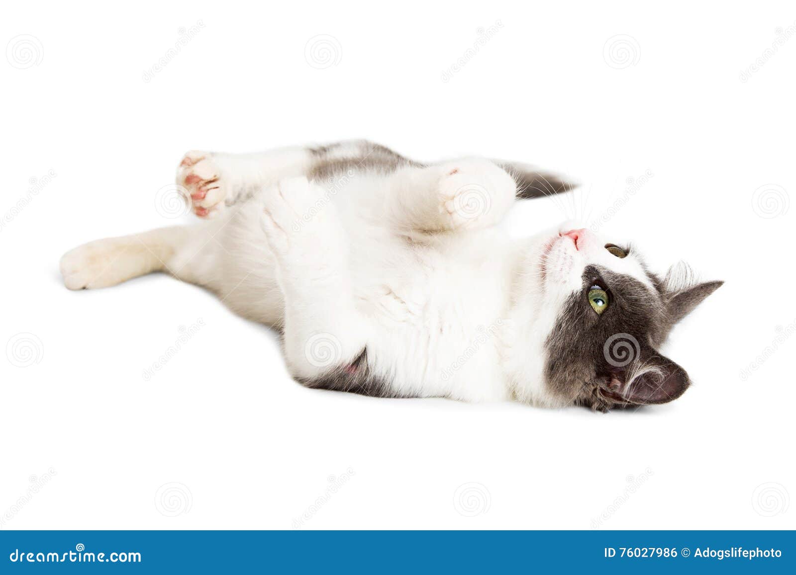 Playful Kitten Rolling Onto Back Stock Photo - Image of frisky ...