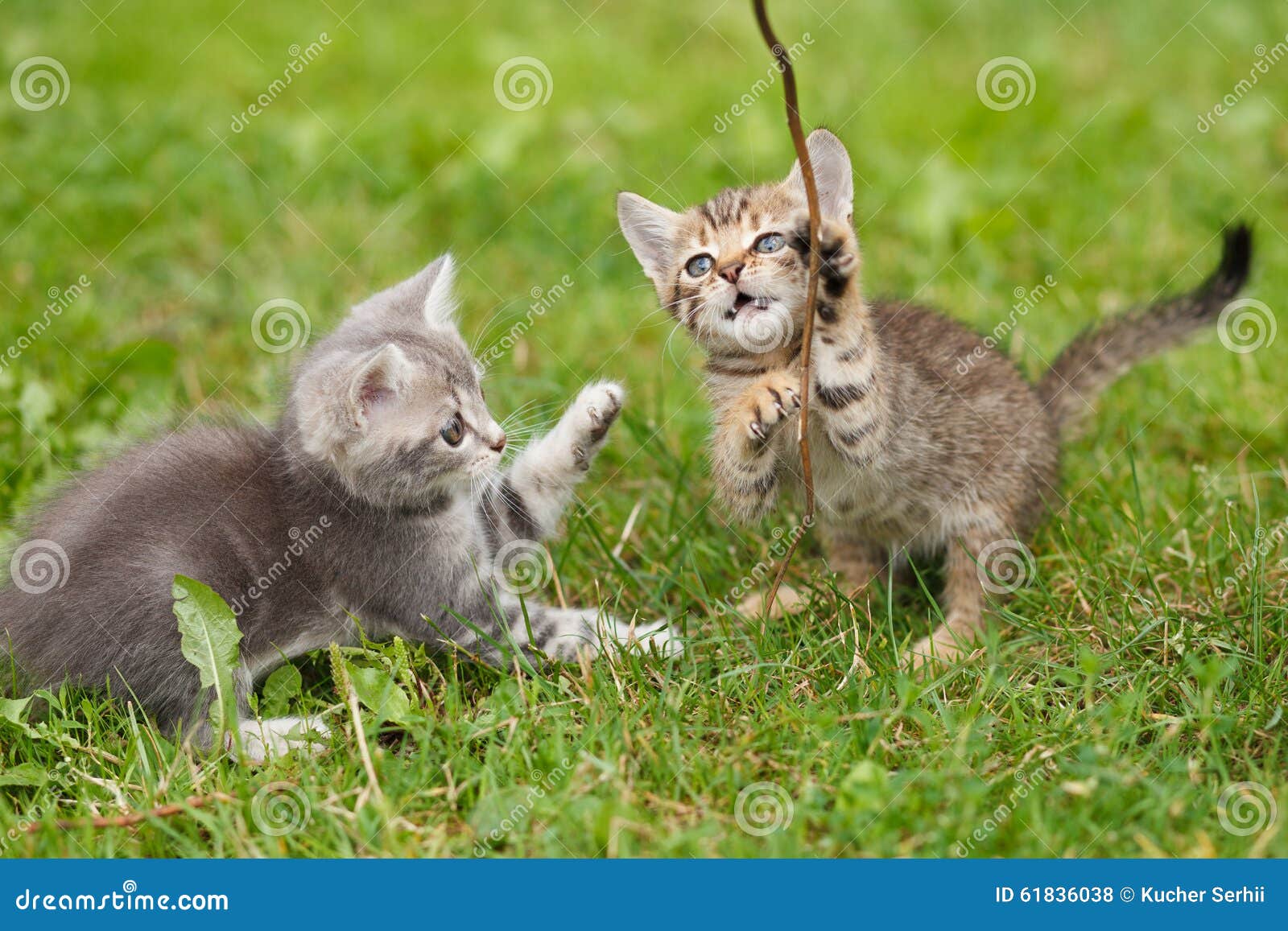 Playful kittens stock photo. Image of animal, tabby, pets - 61836038