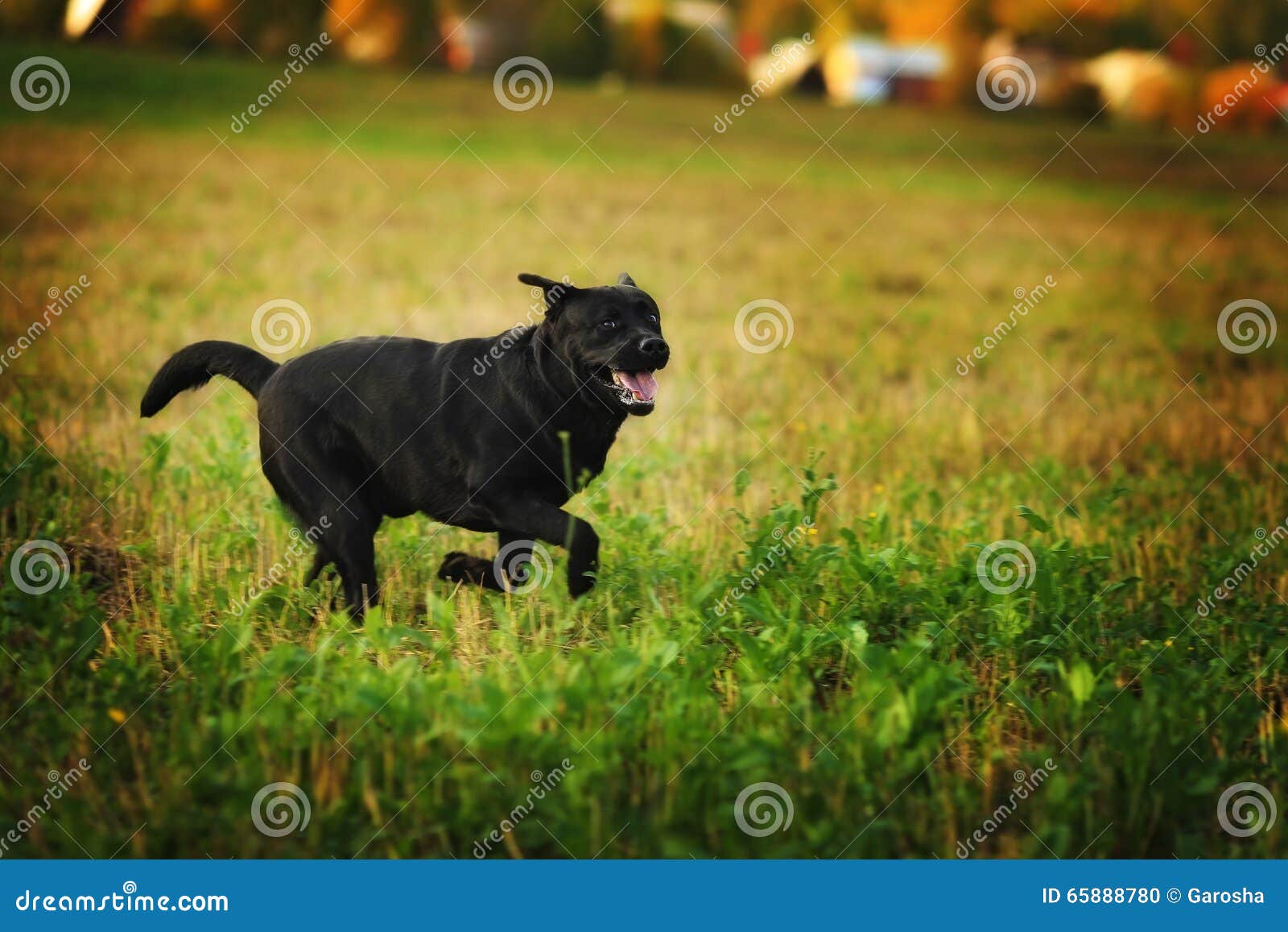 Playful Labrador stock photo. Image of black, cheerful - 65888780