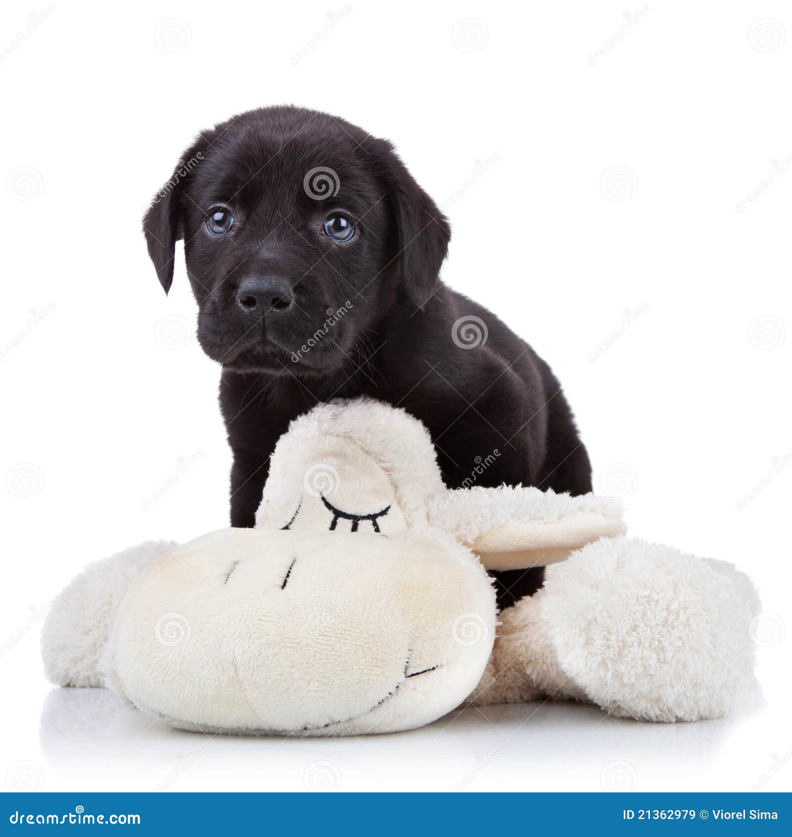 Playful labrador puppy stock image. Image of cute, retriever - 21362979