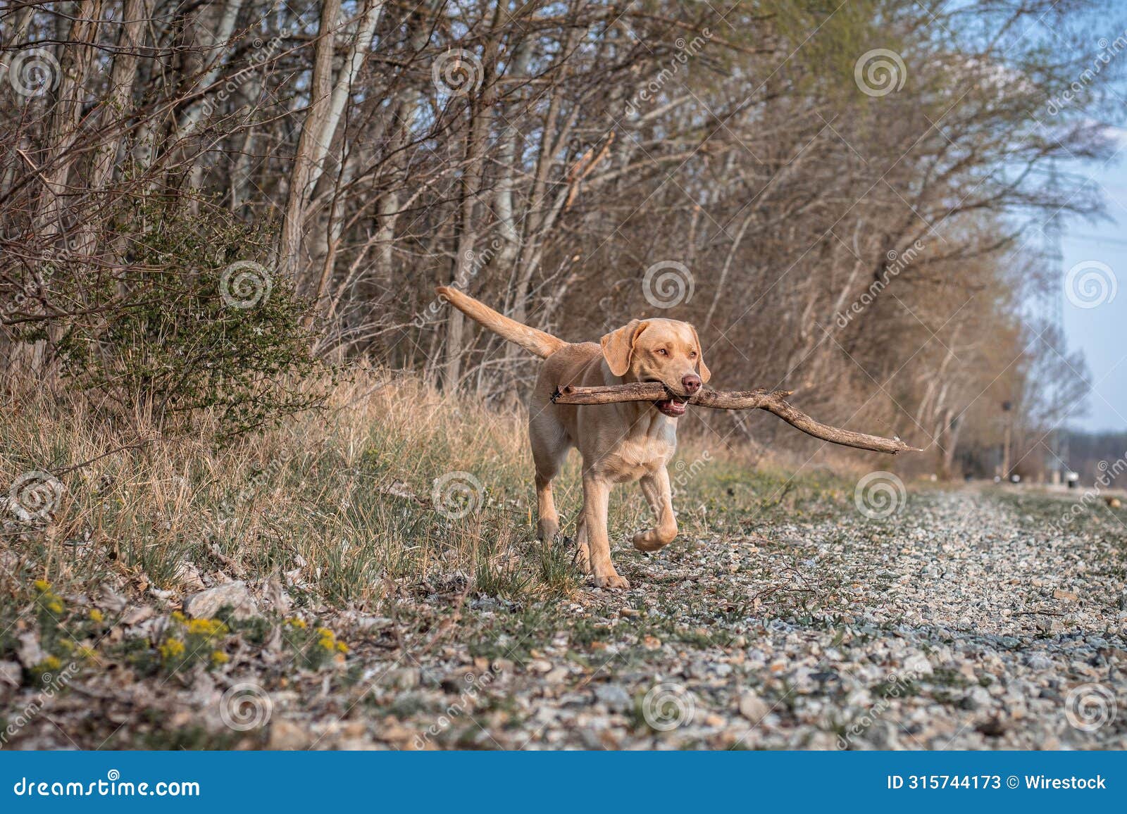 Playful Labrador Retriever Running with a Stick in Its Mouth Stock ...