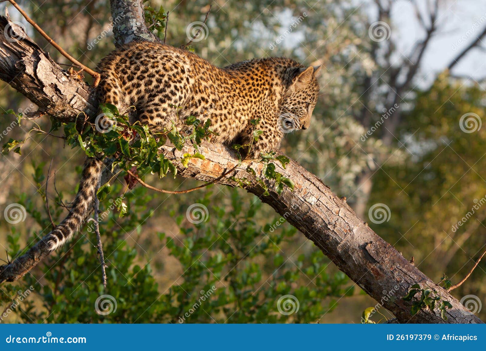 Playful Leopard Cub in a Tree Stock Image - Image of panthera, africa ...
