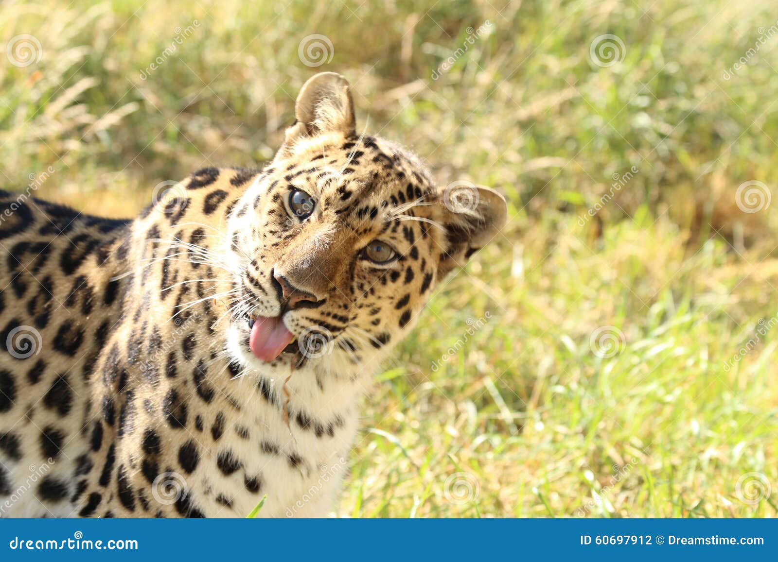 A Playful Leopard - Leopard Stock Photo - Image of teeth, mood: 60697912