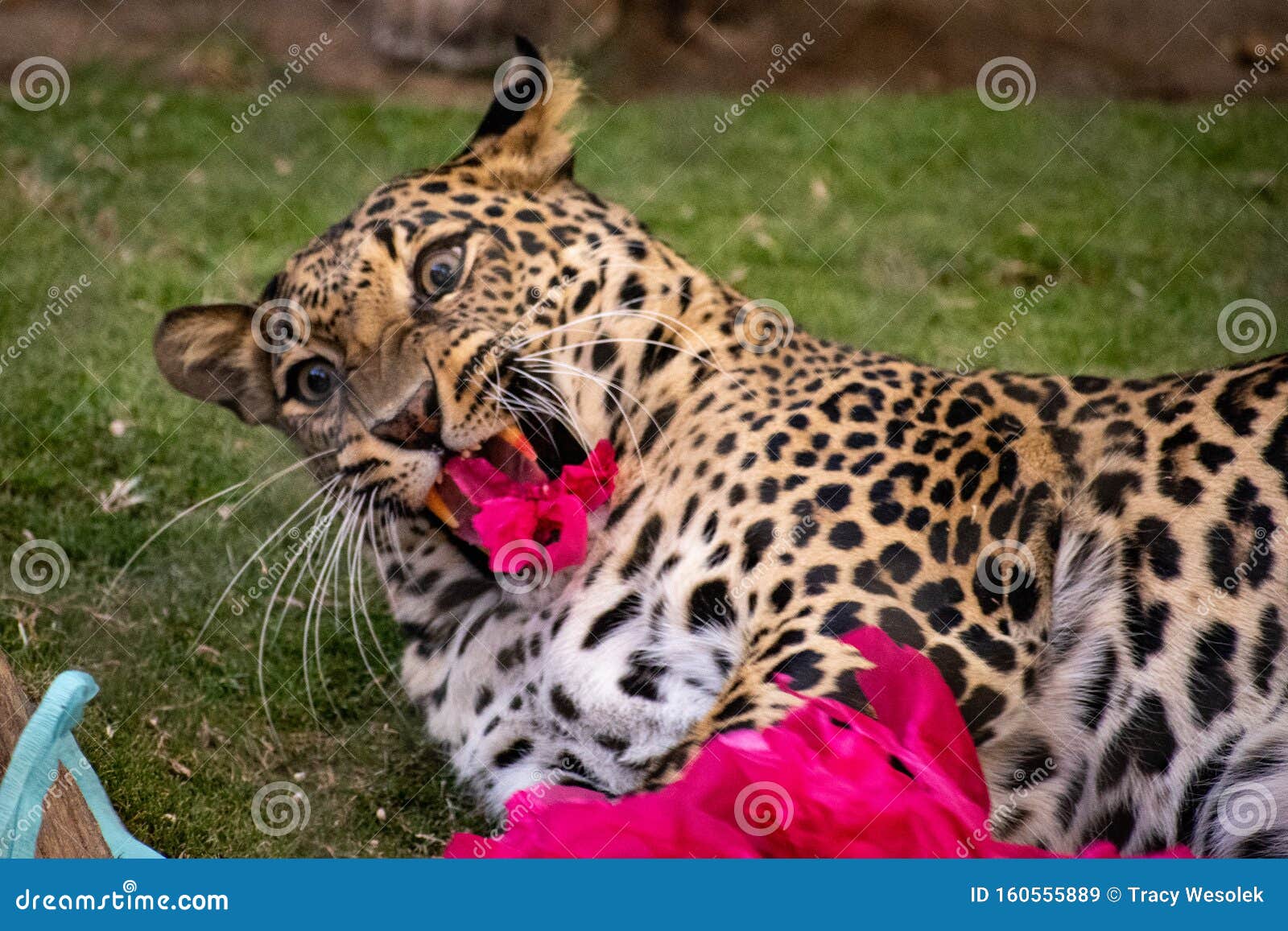 Playful Leopard Making a Funny Face Stock Image - Image of feline ...