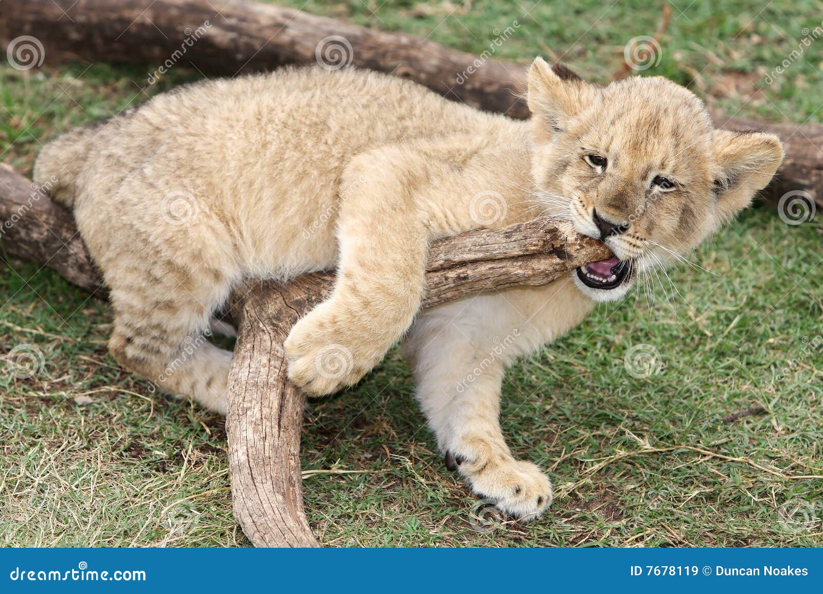 Playful Lion Cub stock image. Image of chew, kitten, undomesticated ...