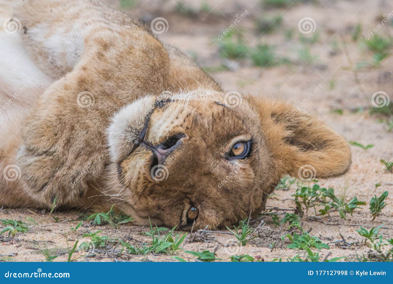 Playful Lion Cub stock photo. Image of playful, lion - 177127998
