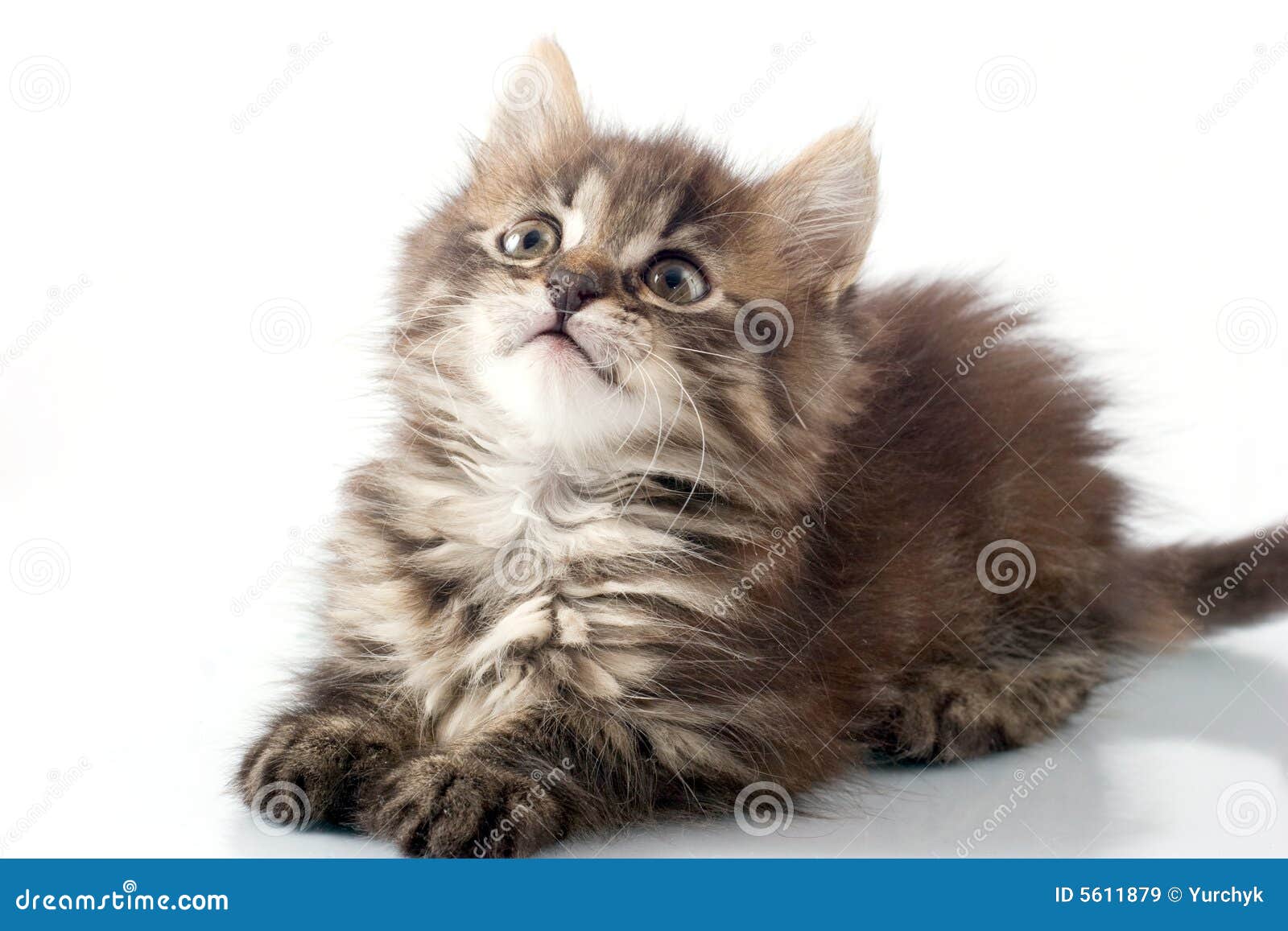 Playful little kitty stock image. Image of catch, haired - 5611879
