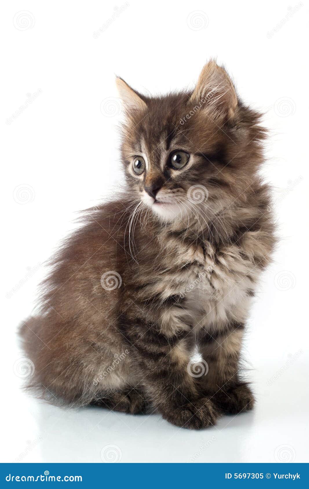 Playful little kitty stock image. Image of joyful, copyspace - 5697305