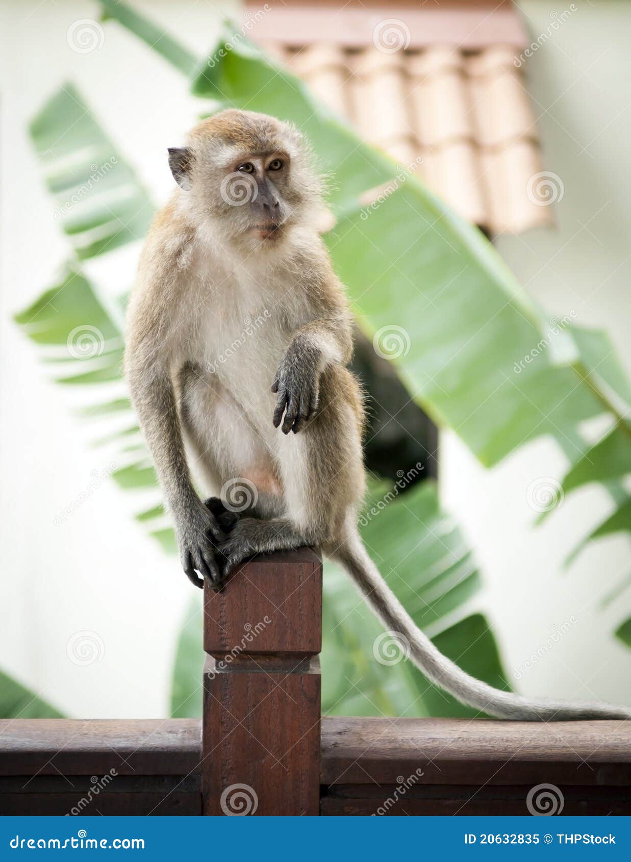 Playful Monkey stock image. Image of east, animal, vertical - 20632835