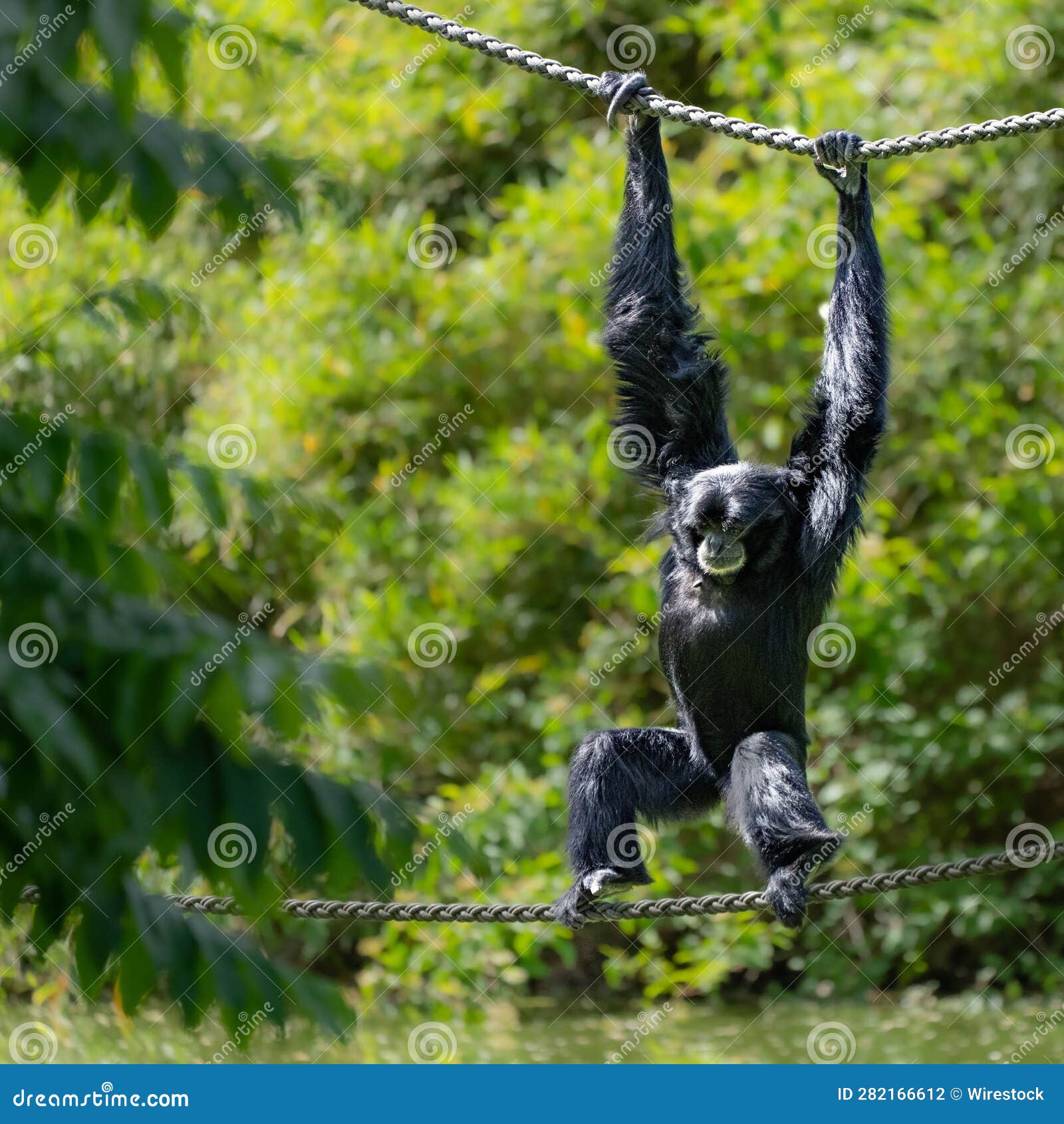 Playful Monkey Hangs from a Rope Suspended between Two Trees in a Lush ...