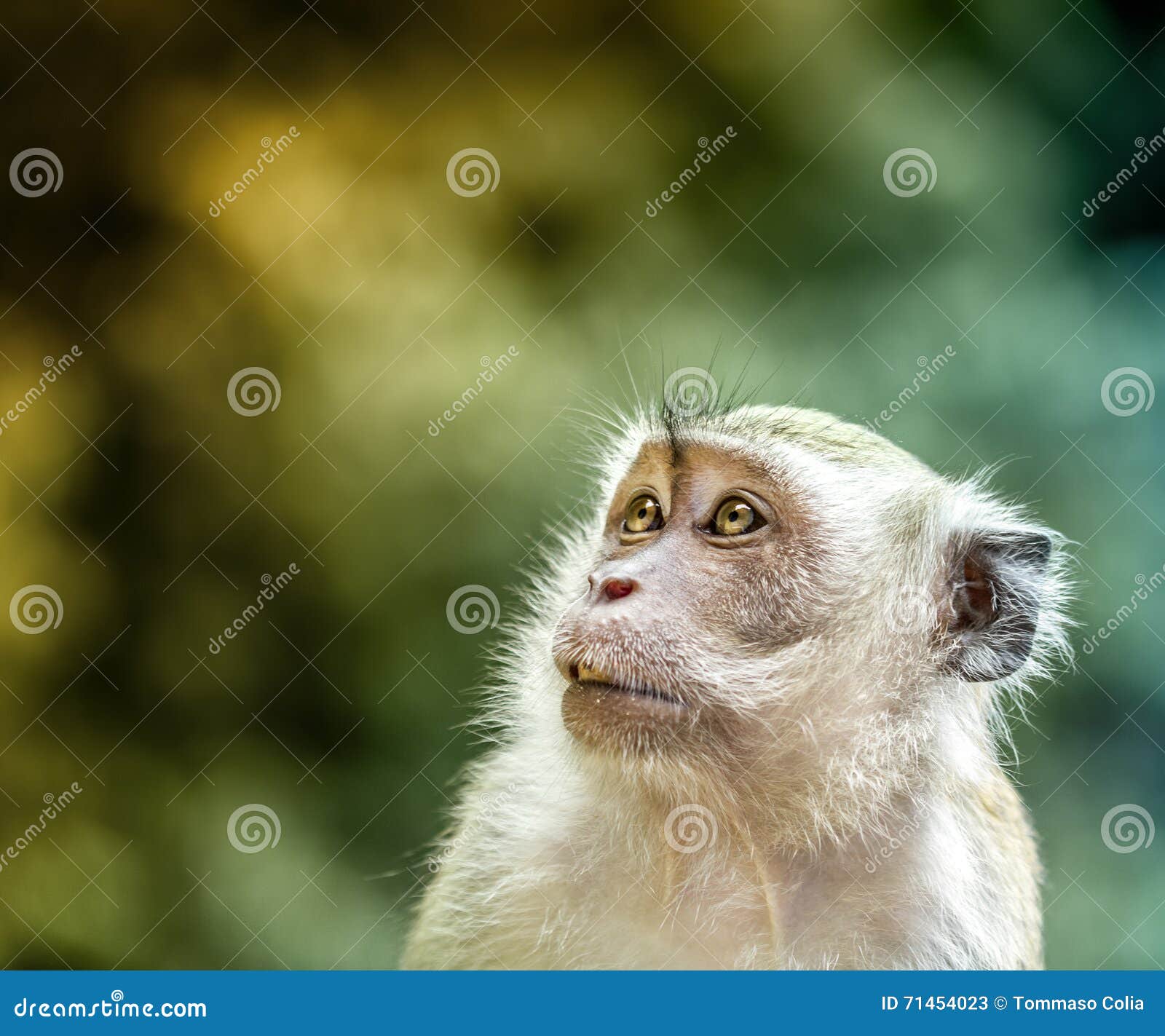 Playful monkey portrait stock image. Image of monkey - 71454023