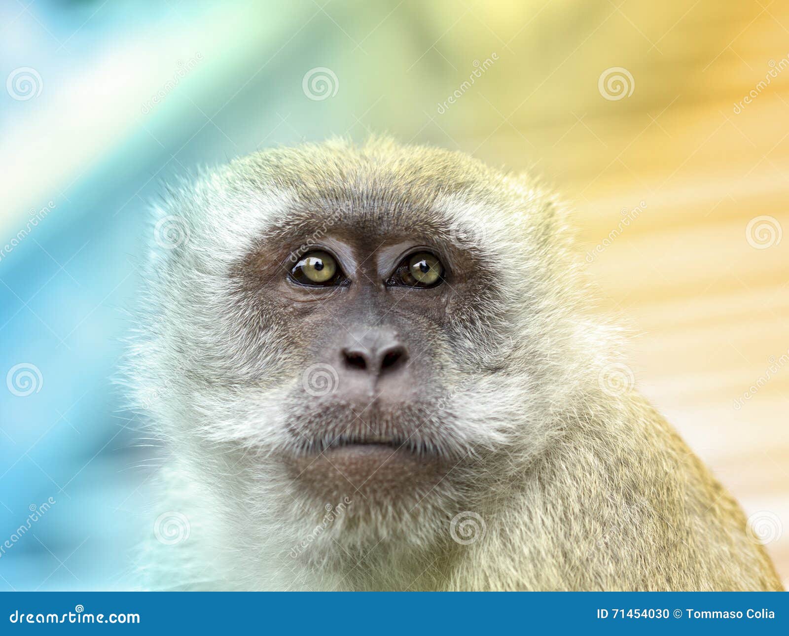 Playful monkey portrait stock photo. Image of asia, monkey - 71454030