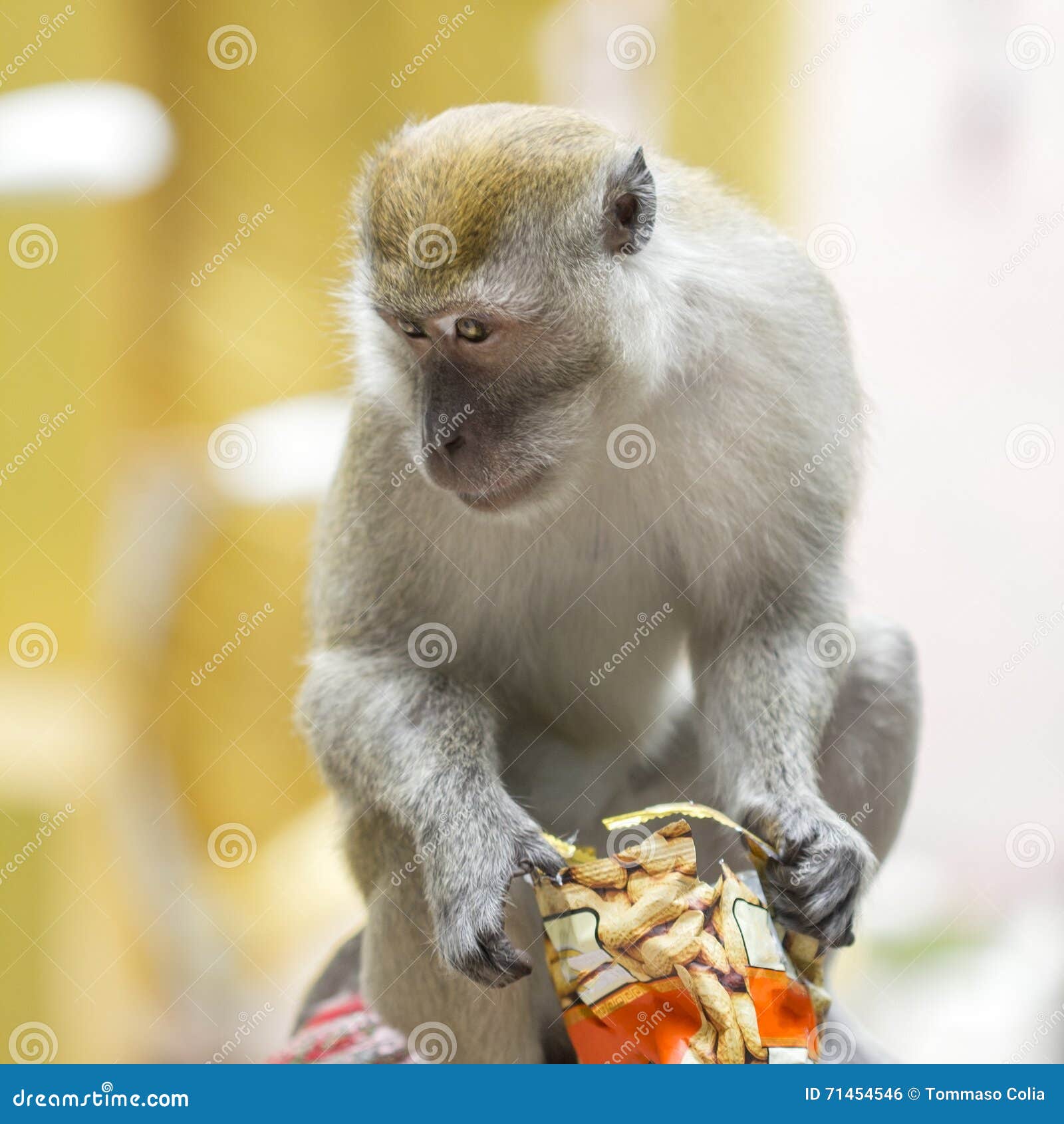 Playful monkey portrait stock photo. Image of animal - 71454546