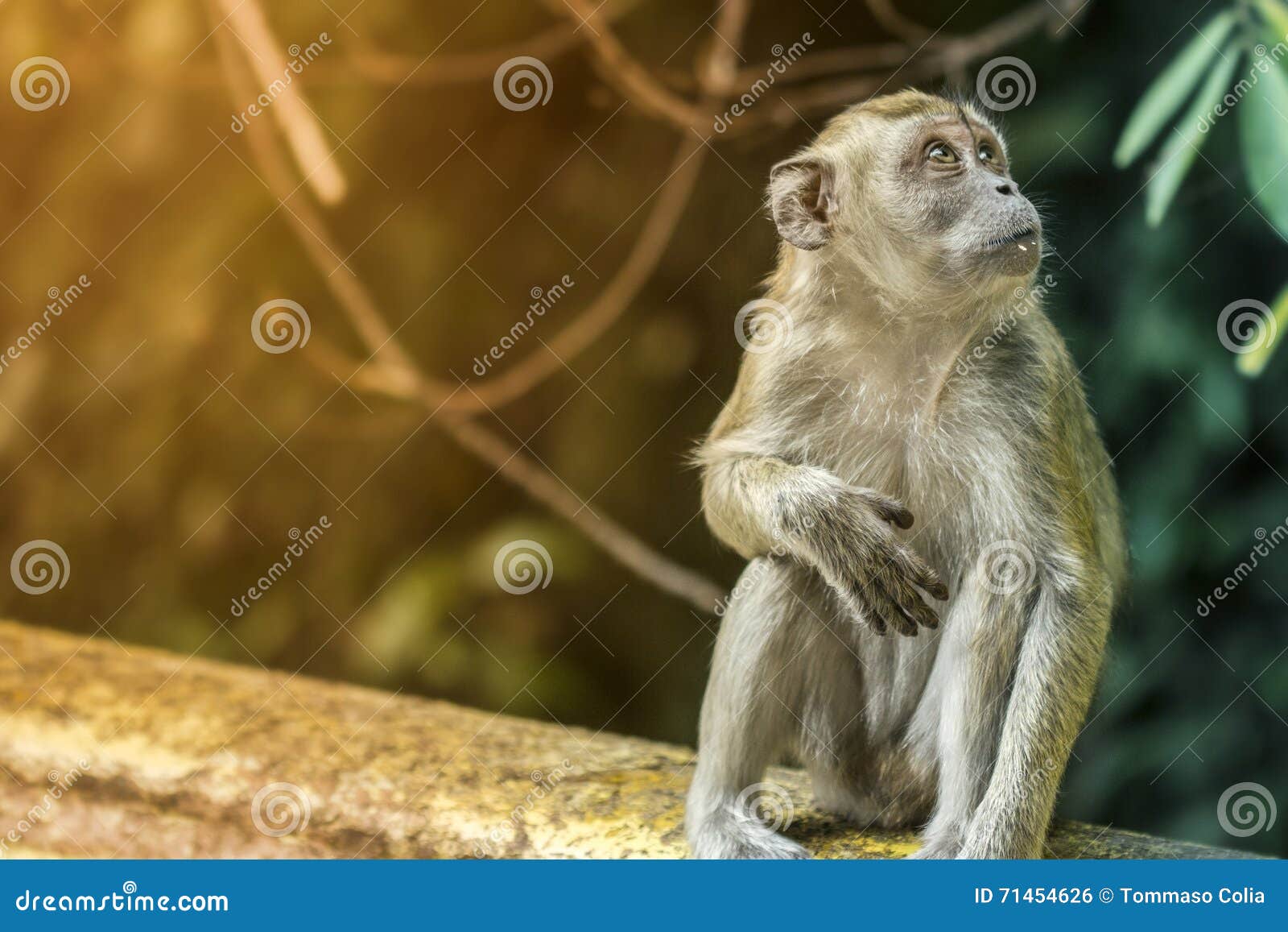 Playful monkey portrait stock photo. Image of eyes, cute - 71454626