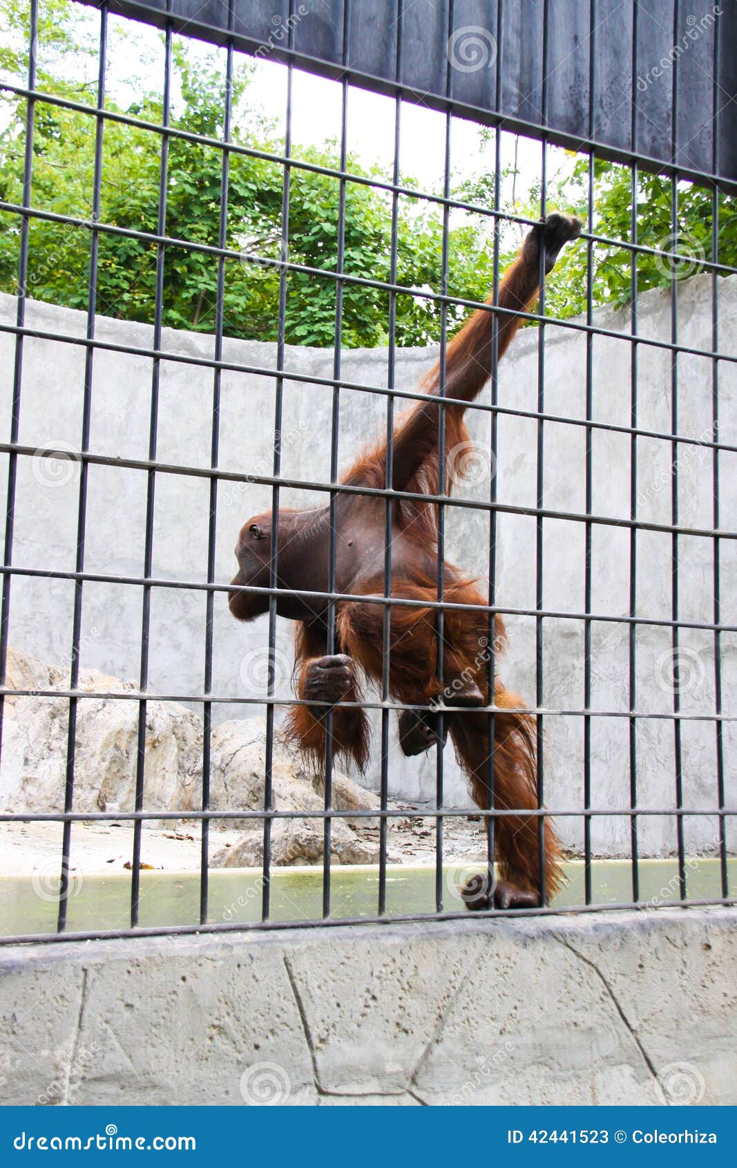 Playful monkey stock image. Image of cage, pose, playful - 42441523