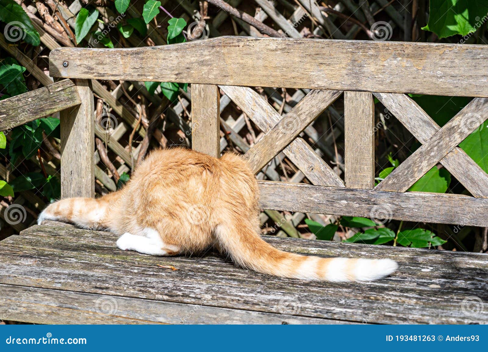 Playful Orange Cat Looking Underneath Wooden Bench Stock Image - Image ...