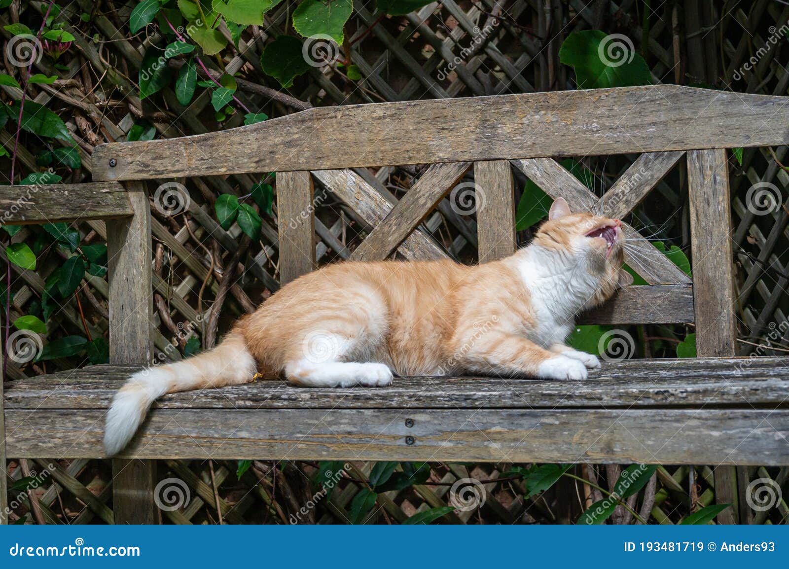Playful Orange Cat on Wooden Bench Stock Image - Image of kitty, ginger ...