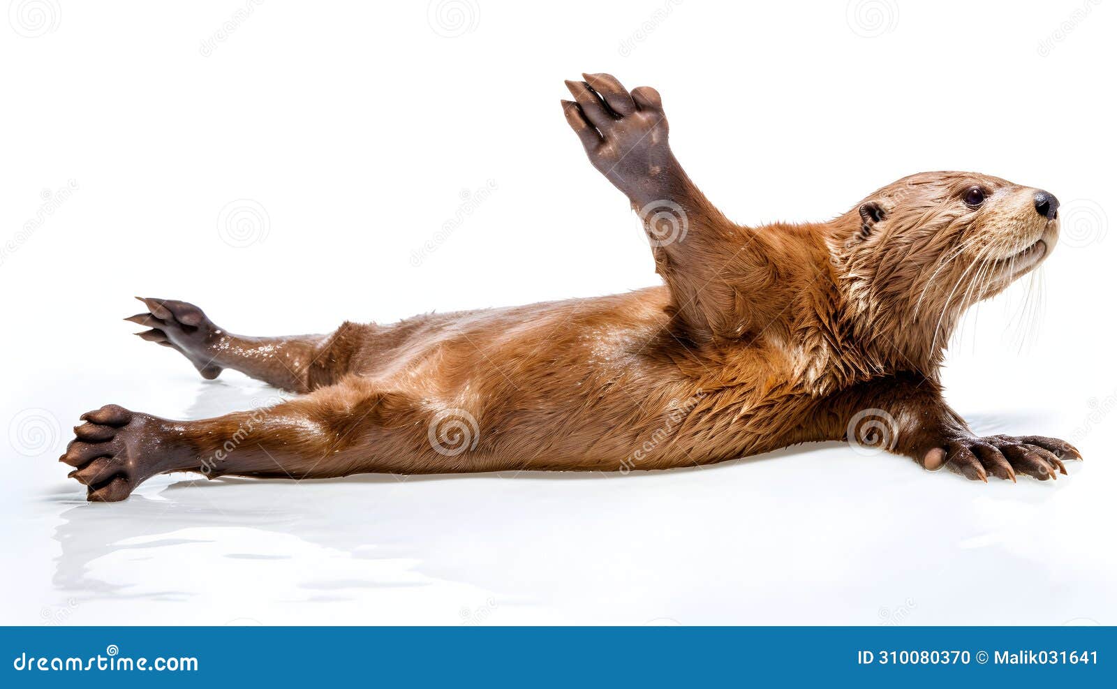A Playful Otter Floating on Its Back Stock Illustration - Illustration ...