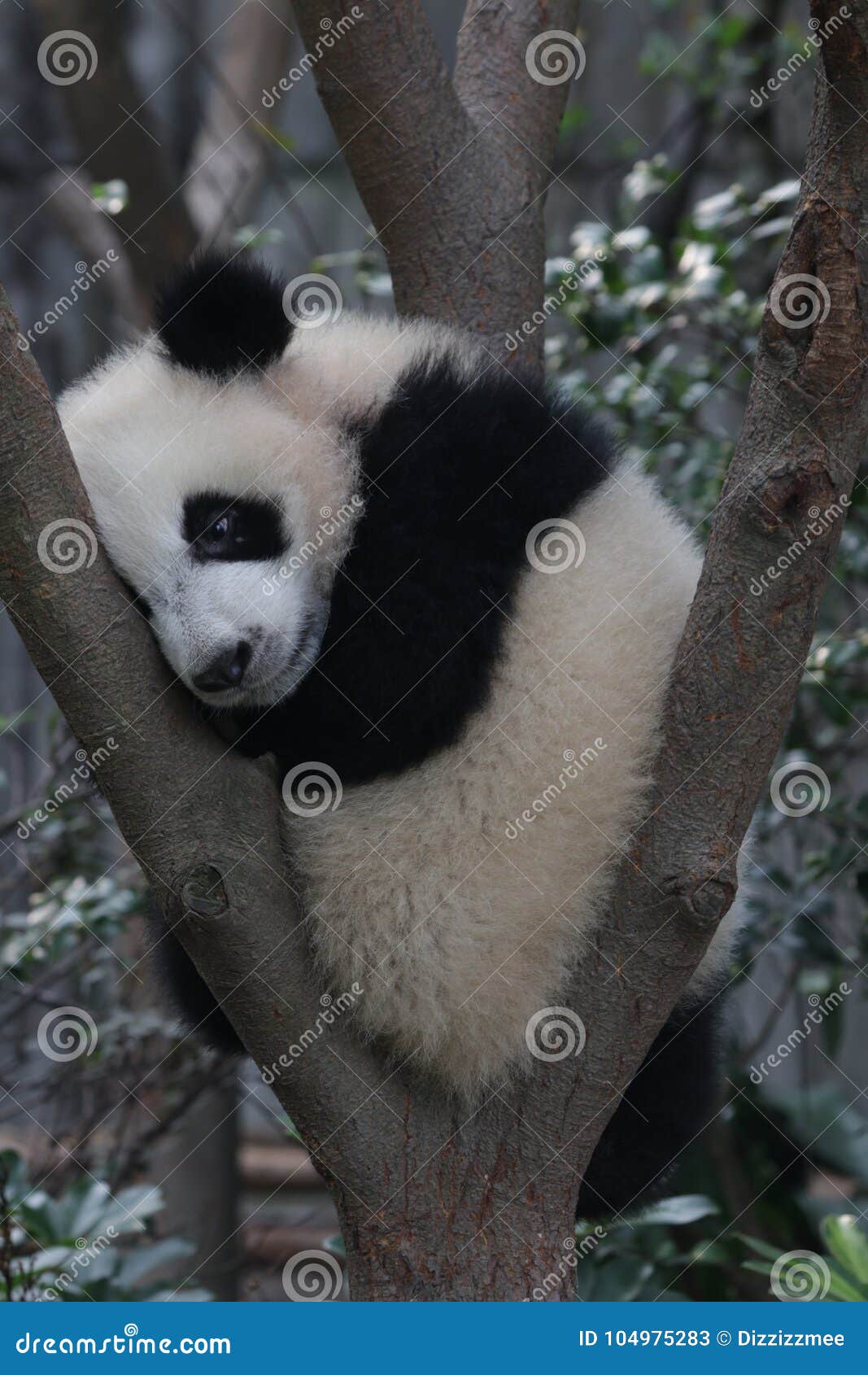 Playful Panda Cub in Chengdu Panda Base,China Stock Image - Image of ...