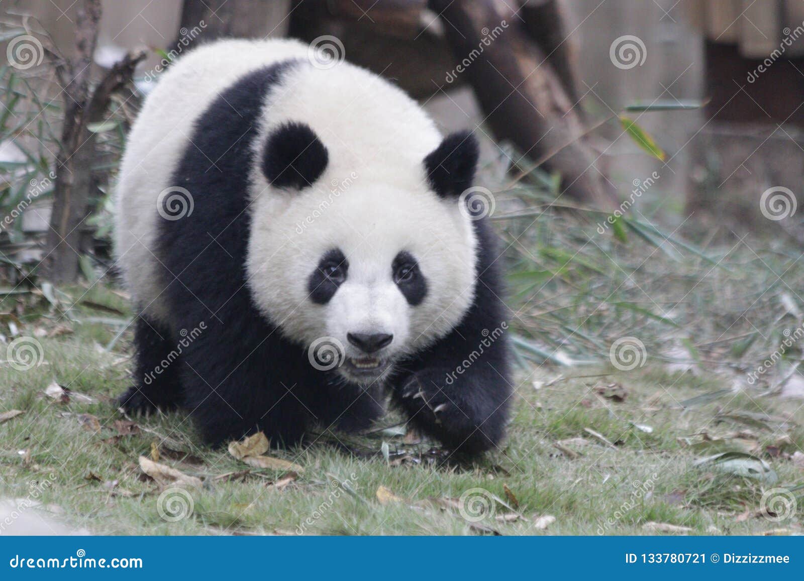 Fluffy Panda Cub on the Playground,Chengdu Panda Base, China Stock ...