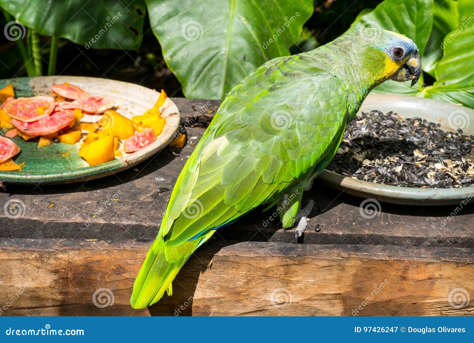 Playful Parrot Eating Seeds Stock Image - Image of birds, bird: 97426247