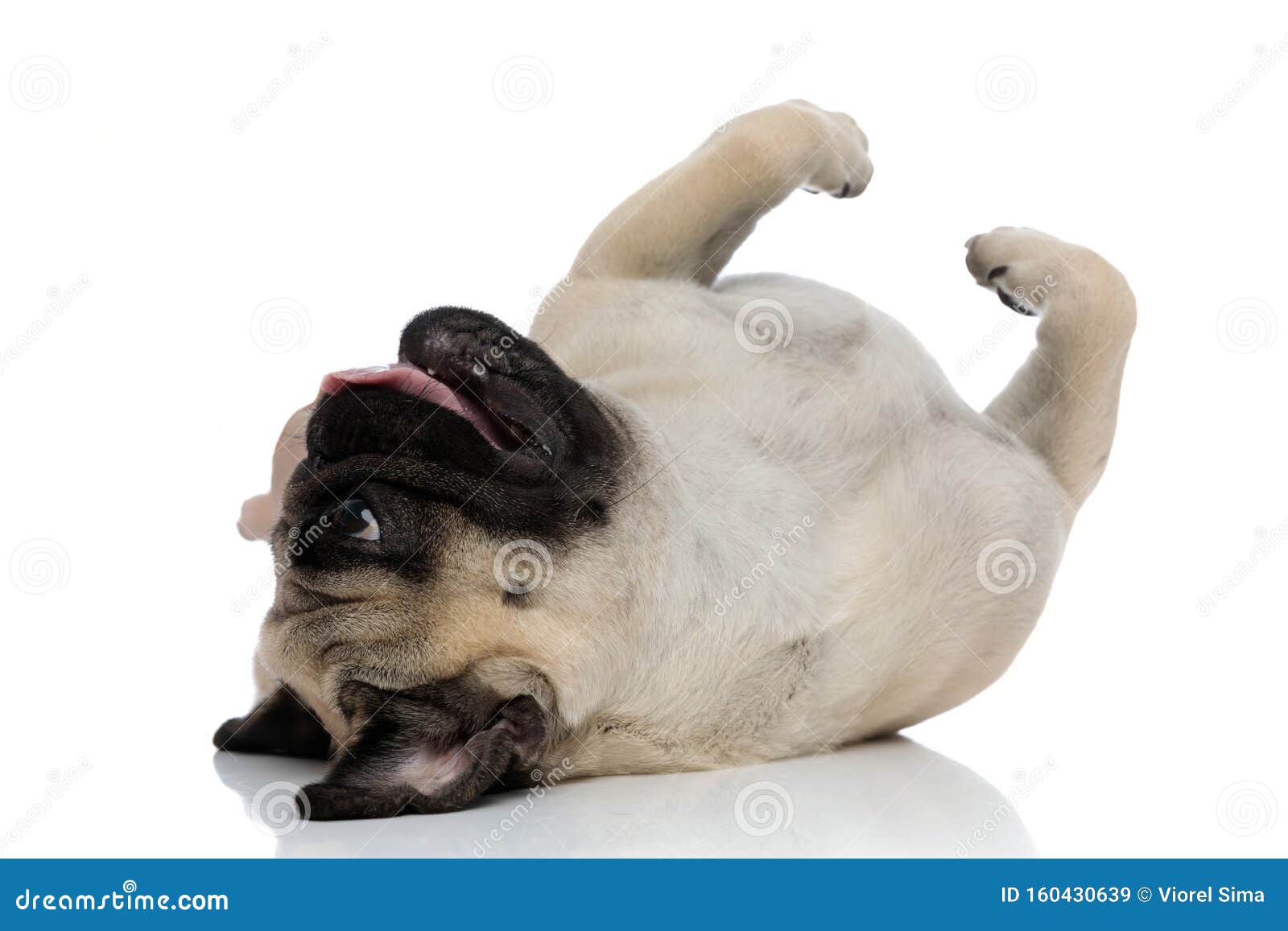 Playful Pug Rolling Over and Panting Stock Image - Image of isolated ...