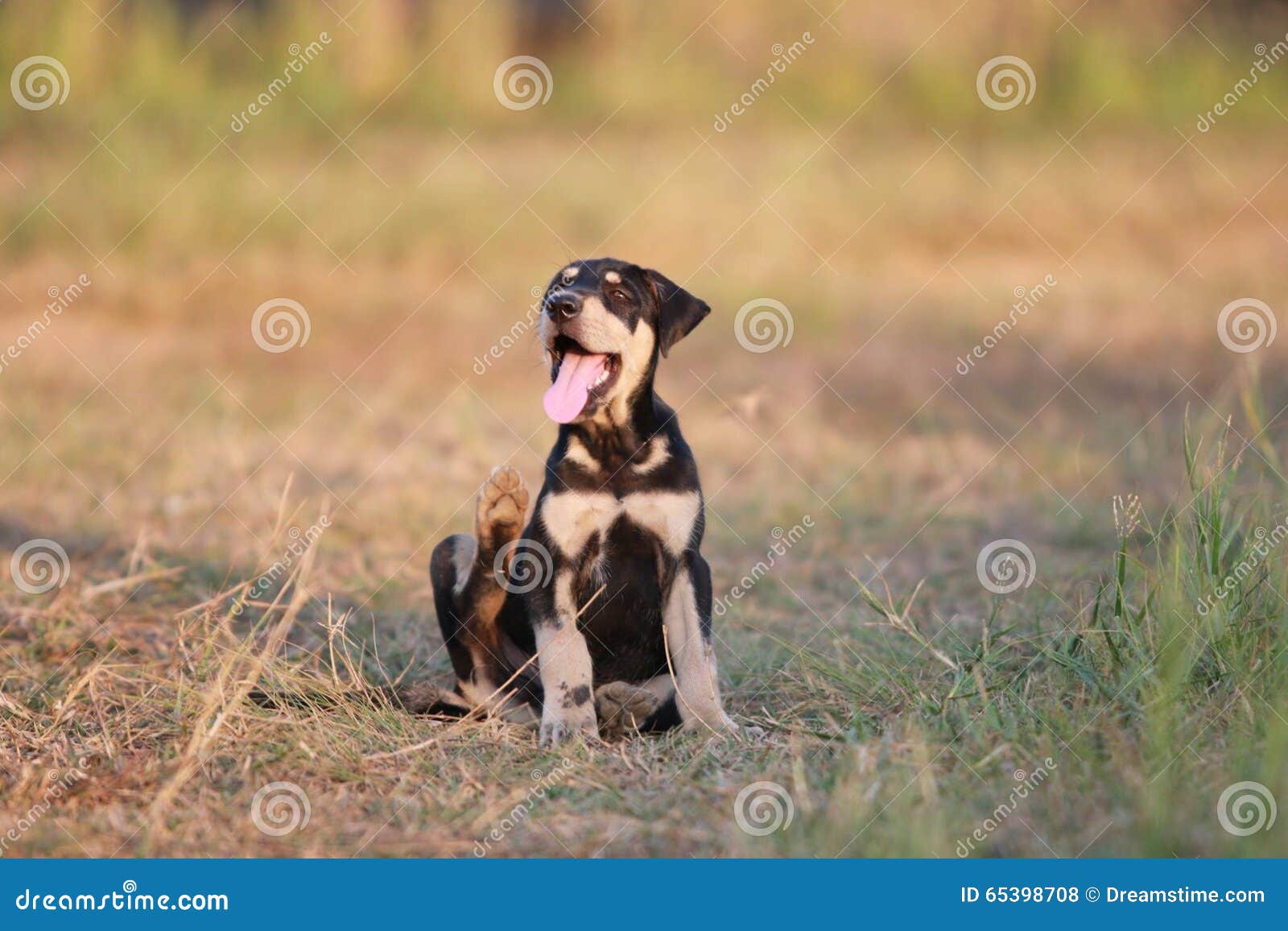 A Playful Puppy in the Open Field. Stock Photo - Image of playful ...