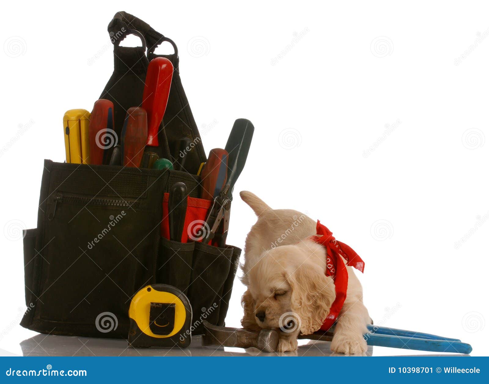 Playful Puppy with Work Tools Stock Image - Image of naughty ...