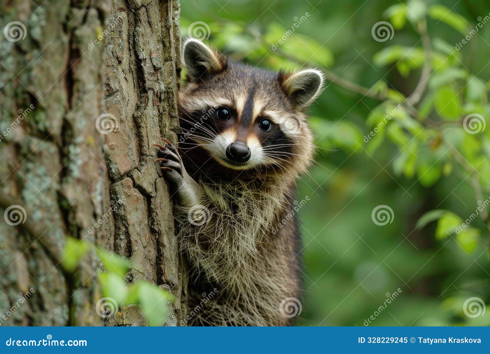 A Playful Raccoon Peeks Out from Behind a Tree Stock Image - Image of ...