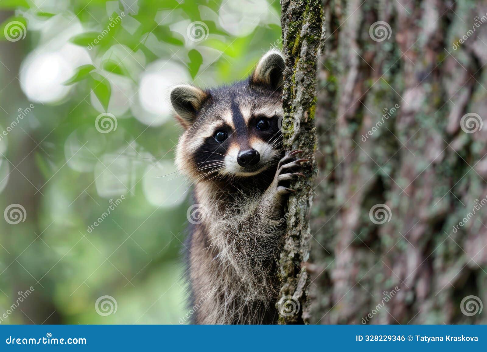 A Playful Raccoon Peeks Out from Behind a Tree Stock Photo - Image of ...