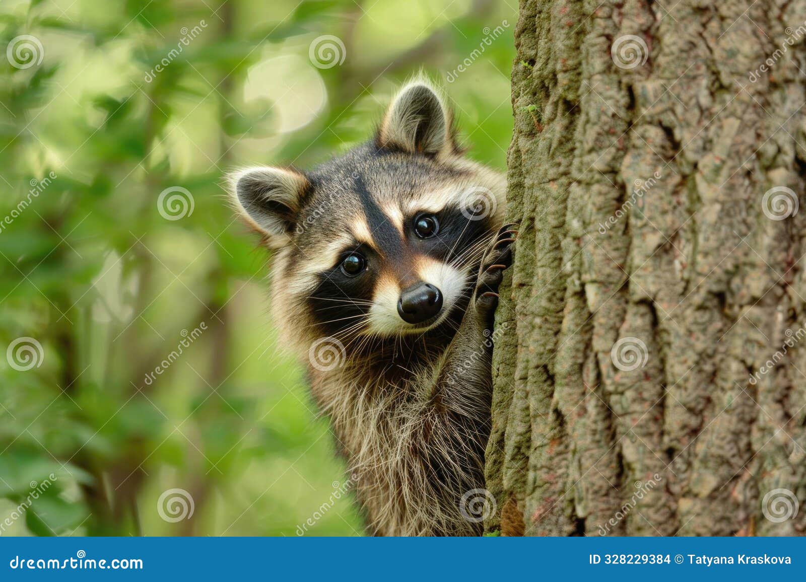 A Playful Raccoon Peeks Out from Behind a Tree Stock Photo - Image of ...