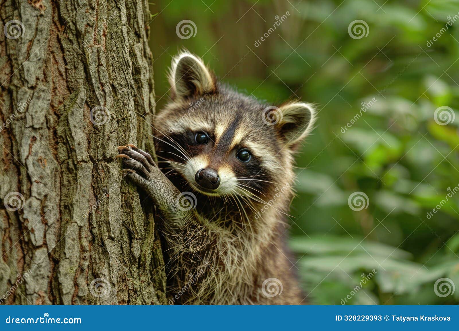 A Playful Raccoon Peeks Out from Behind a Tree Stock Image - Image of ...