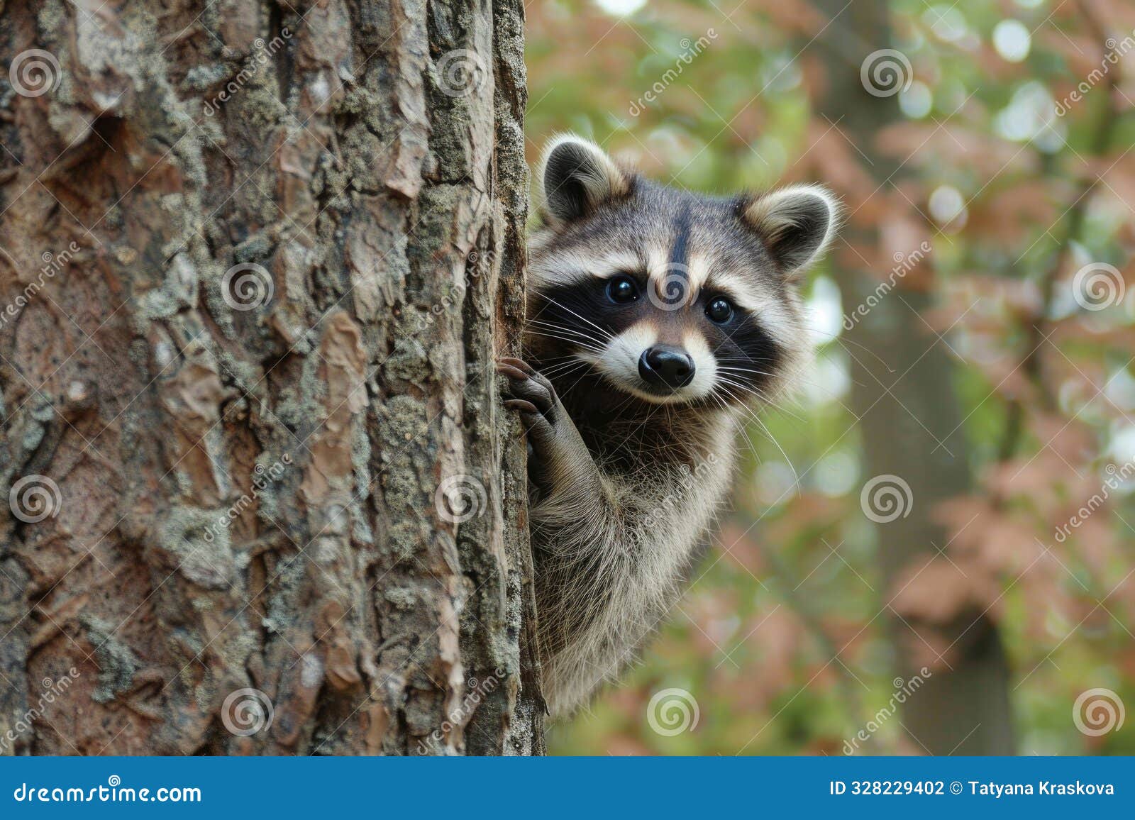 A Playful Raccoon Peeks Out from Behind a Tree Stock Photo - Image of ...