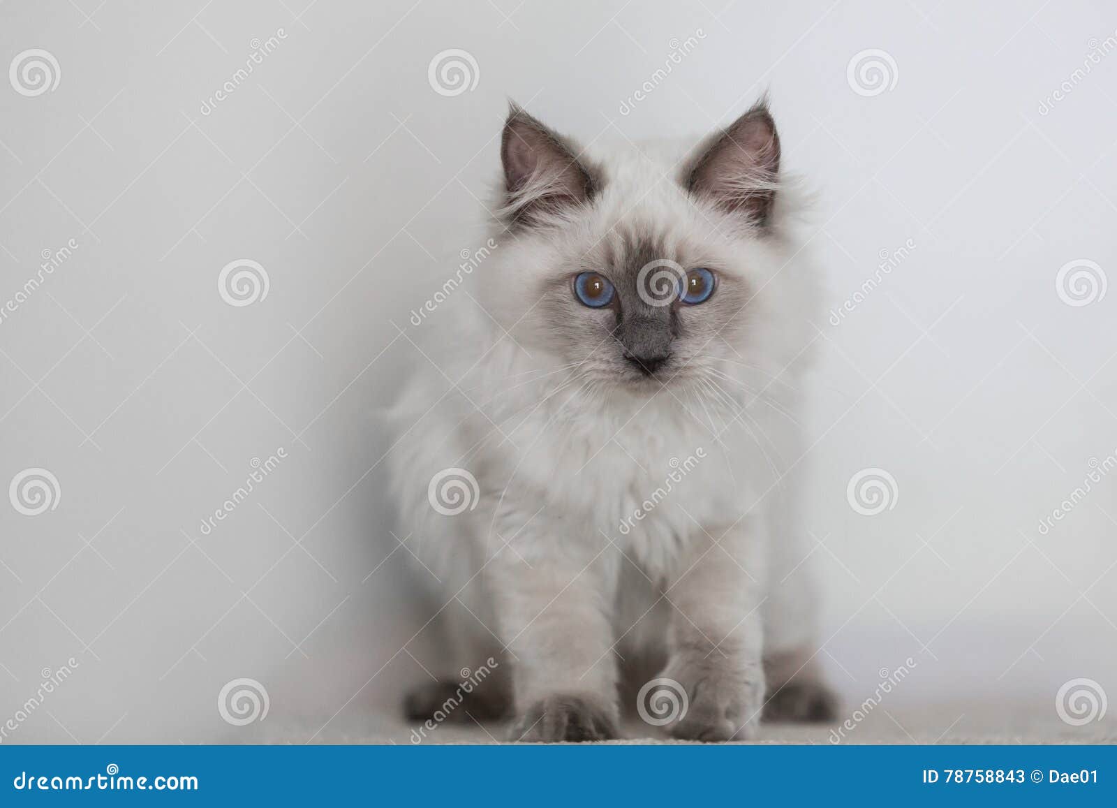 Playful ragdoll kitten stock image. Image of fluffy, ragdoll - 78758843