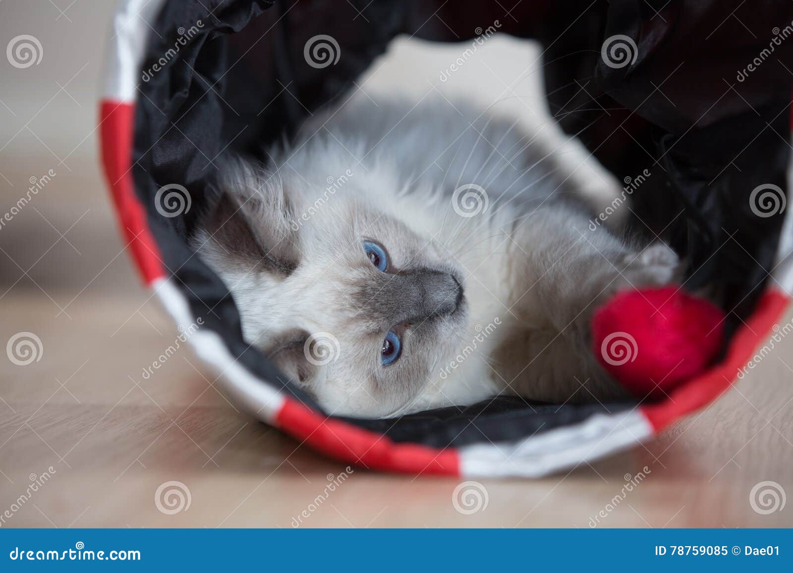 Playful ragdoll kitten stock image. Image of hair, ragdoll - 78759085