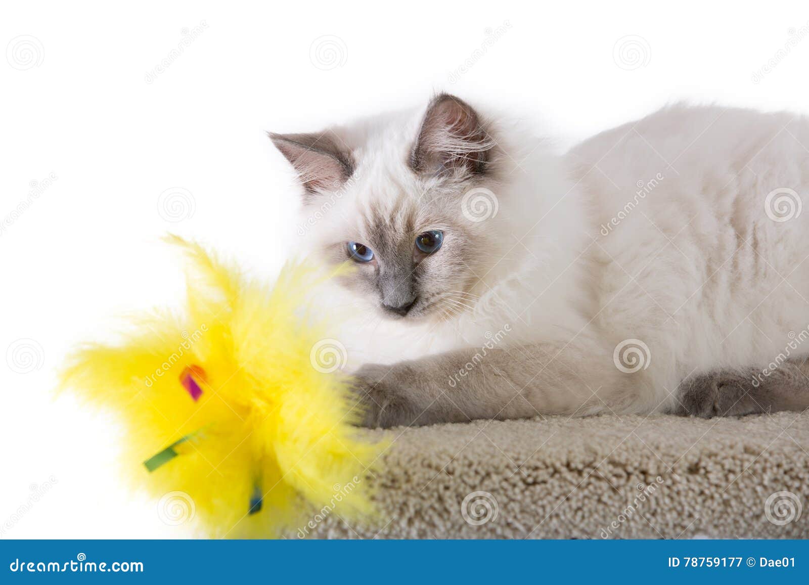 Playful ragdoll kitten stock image. Image of beautiful - 78759177