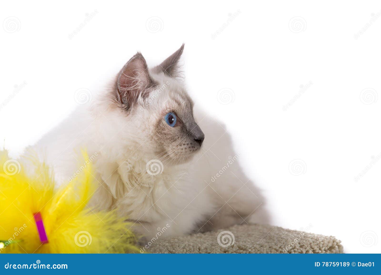 Playful ragdoll kitten stock image. Image of fluffy, ragdoll - 78759189