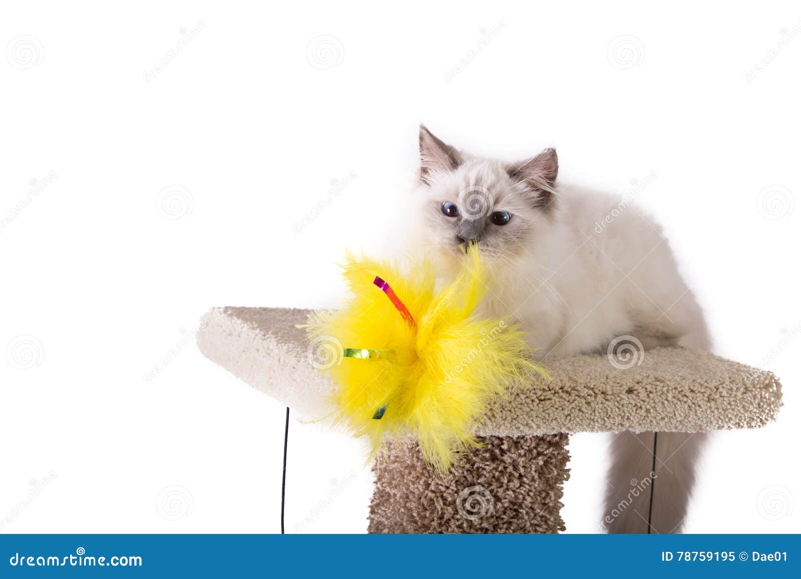 Playful ragdoll kitten stock image. Image of fluffy, eyes - 78759195