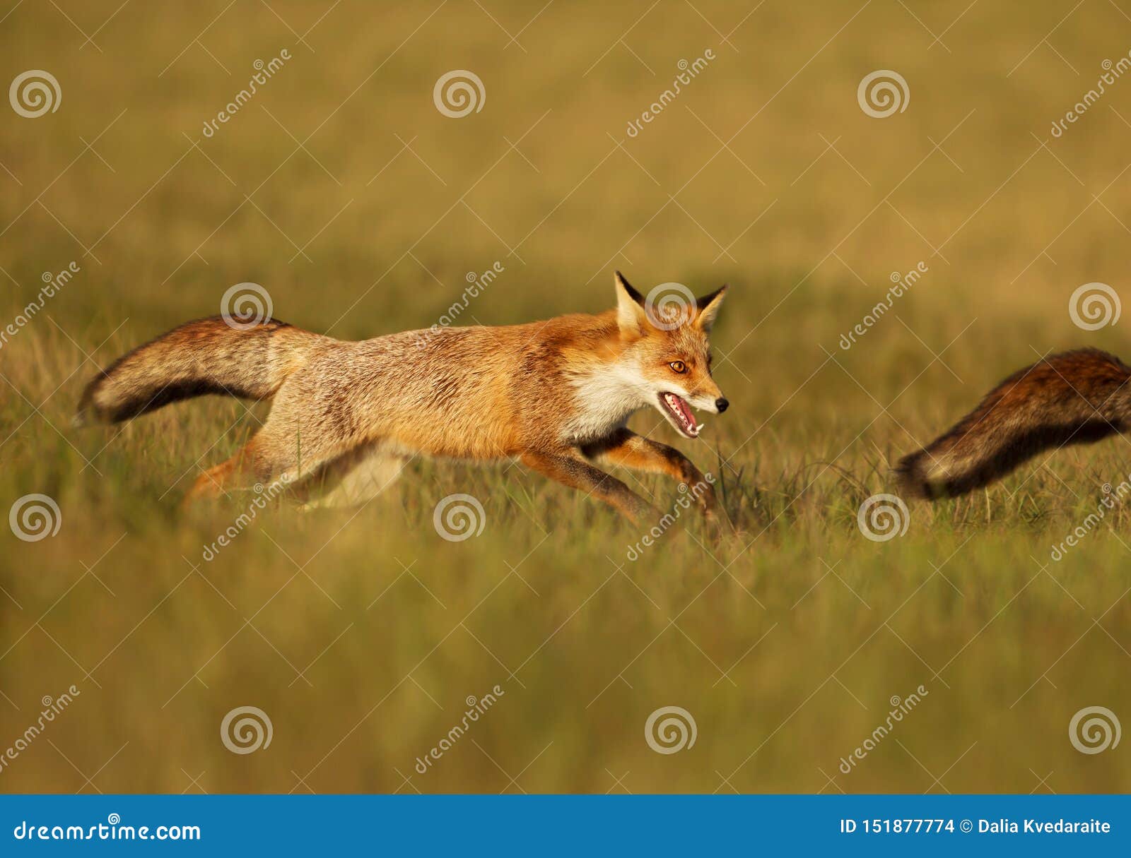 Playful Red Fox Chasing Another Fox in the Field Stock Photo - Image of ...